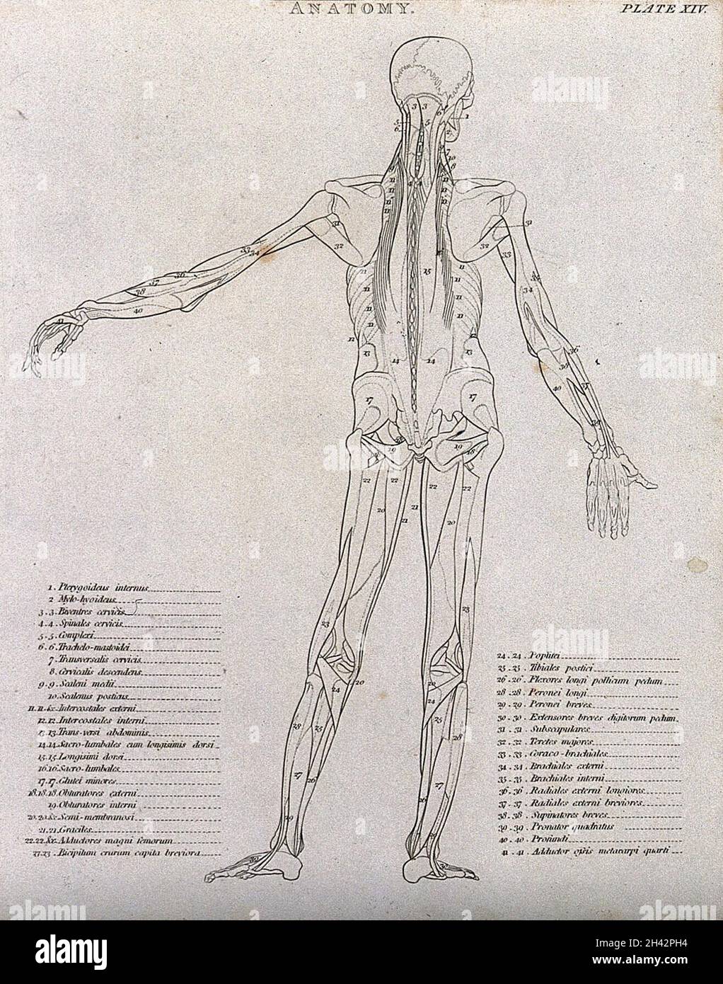 An écorché showing bones, with left arm extended to the side, seen from ...