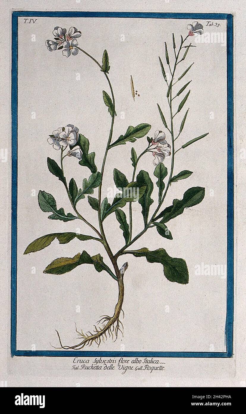 A plant (Sisymbrium sp.): entire flowering and fruiting plant with ...