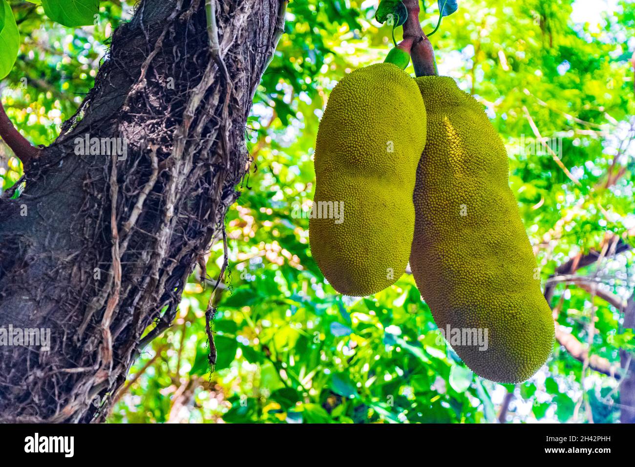Jackfruit Artocarpus heterophyllus growing on jack tree in the nature ...