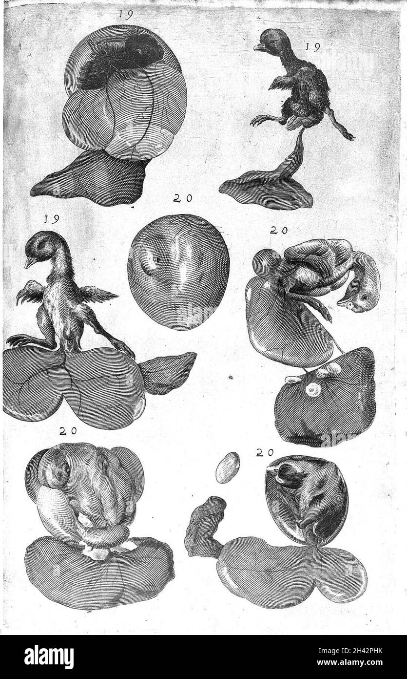 Engraving: Growth of chick embryo at days 19-20, 1625 Stock Photo - Alamy