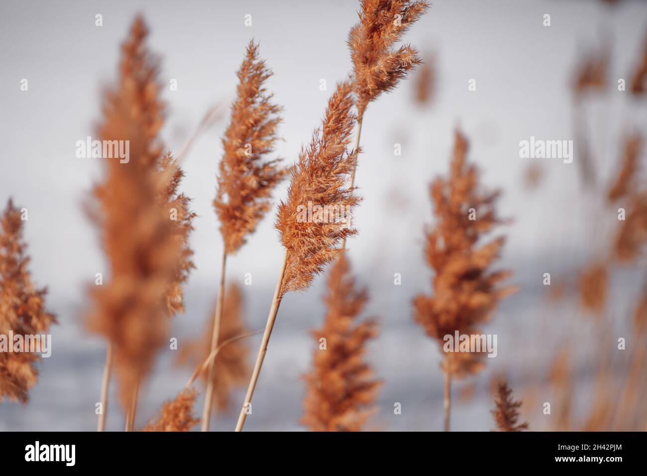 Close-up of dry grass. Tall reed growing on river bank, contrast of ...