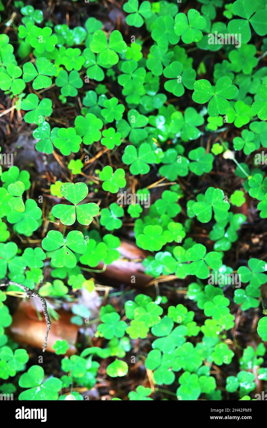 Background from plant clover four leaf. Irish traditional symbol. St ...