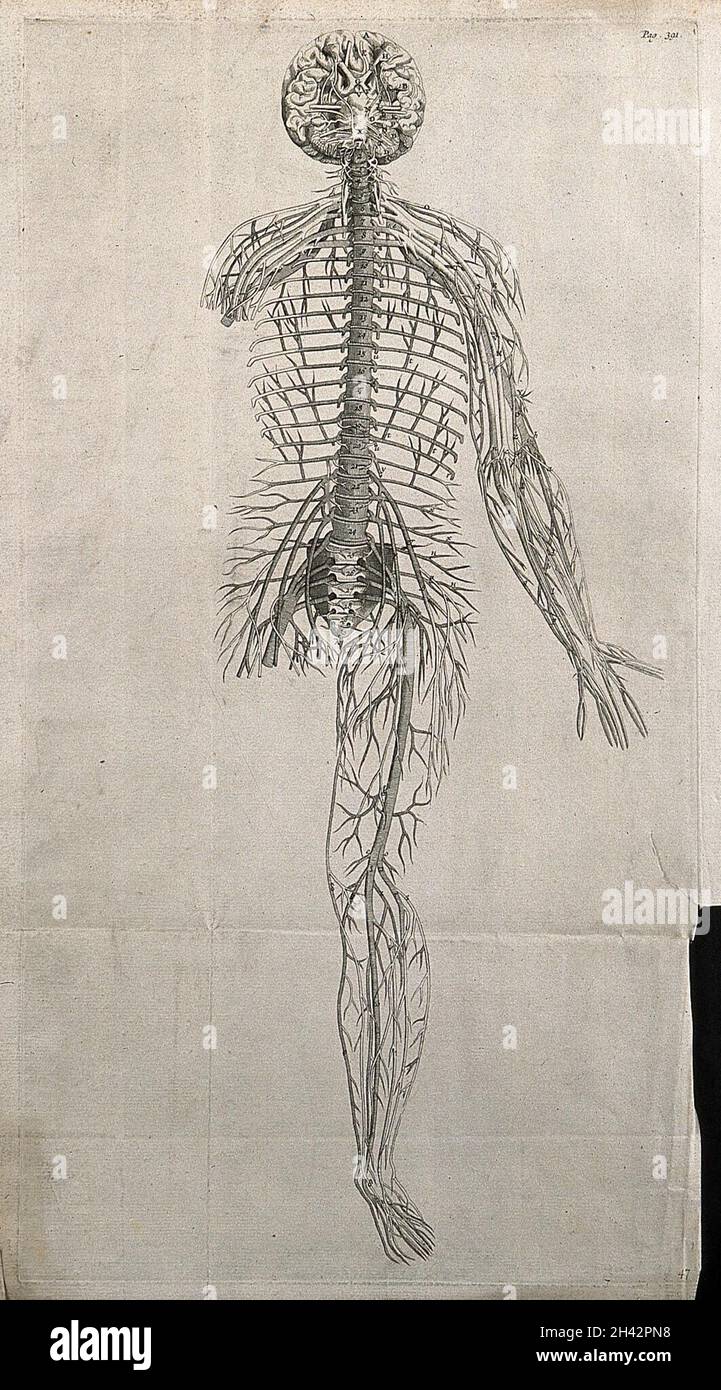 The nervous system of the human body. Engraving by J. Wandelaar, 1726 ...