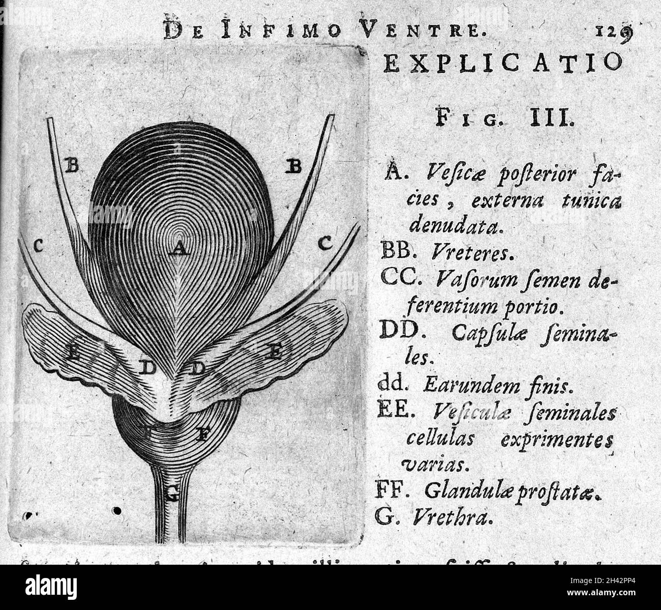 T. Bartholin, vesicae posterior facie Stock Photo - Alamy