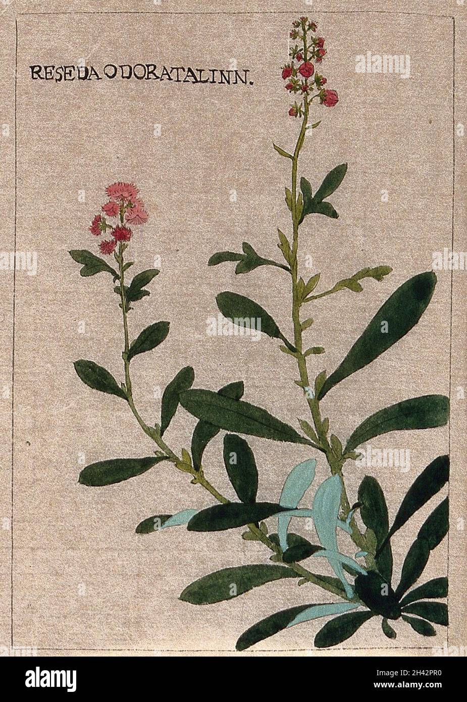Mignonette plant (Reseda odorata): flowering stem. Watercolour Stock ...