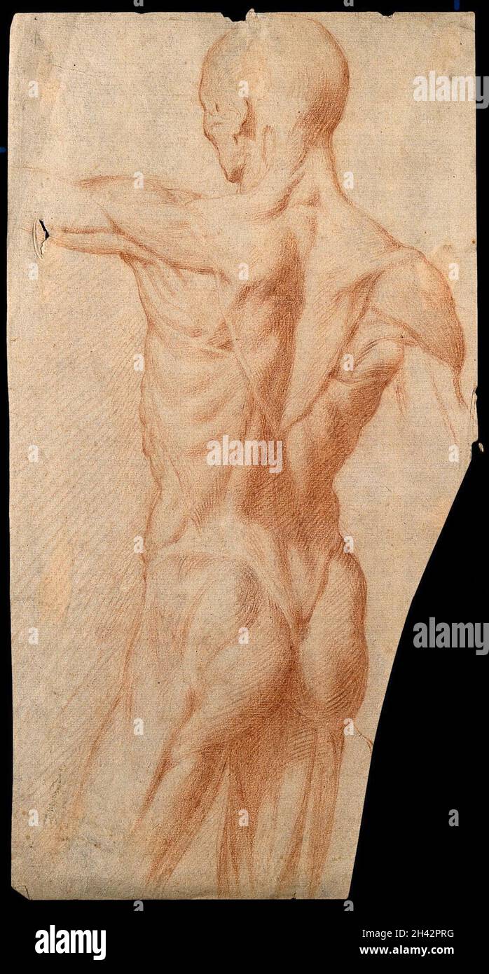 An écorché seen from the back. Red-chalk drawing, 17th century Stock ...