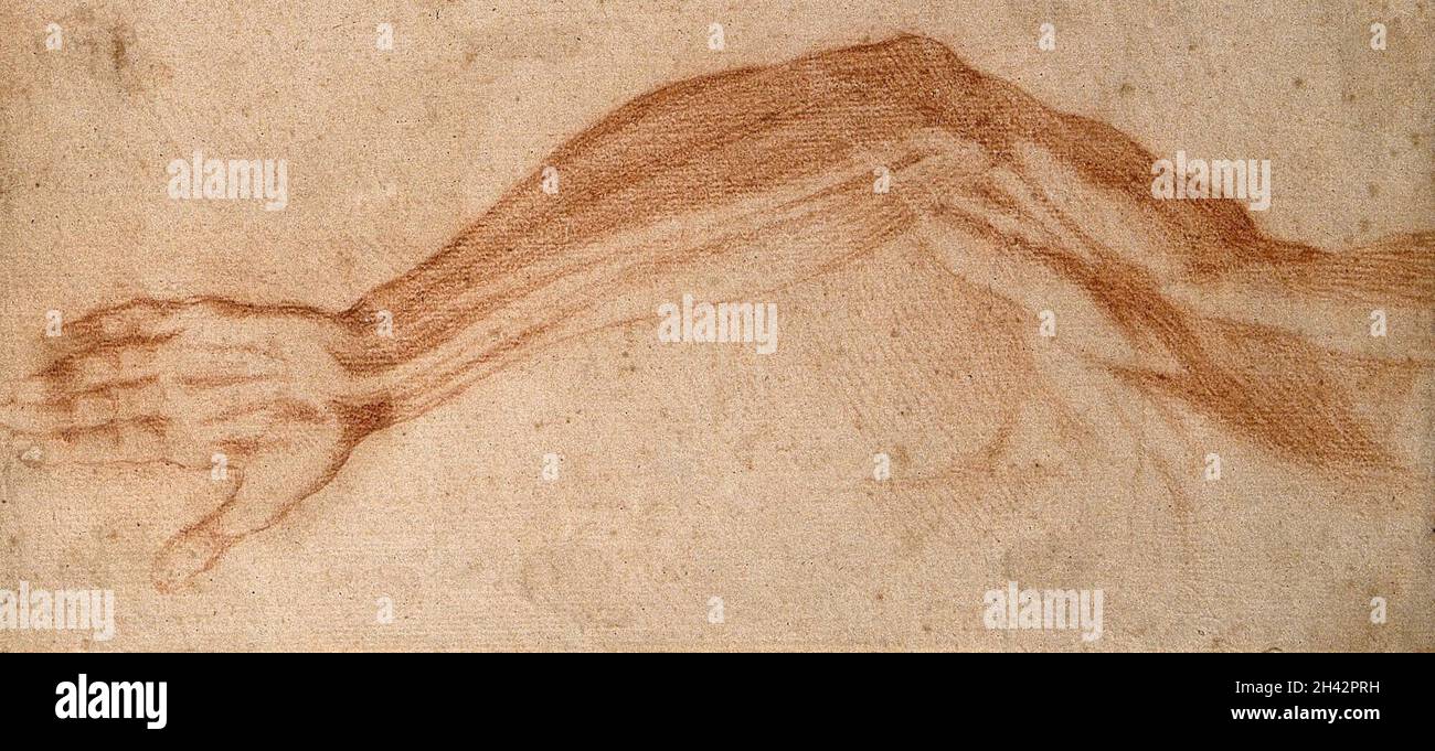 The muscles of the raised left arm and of the upper left shoulder, seen ...