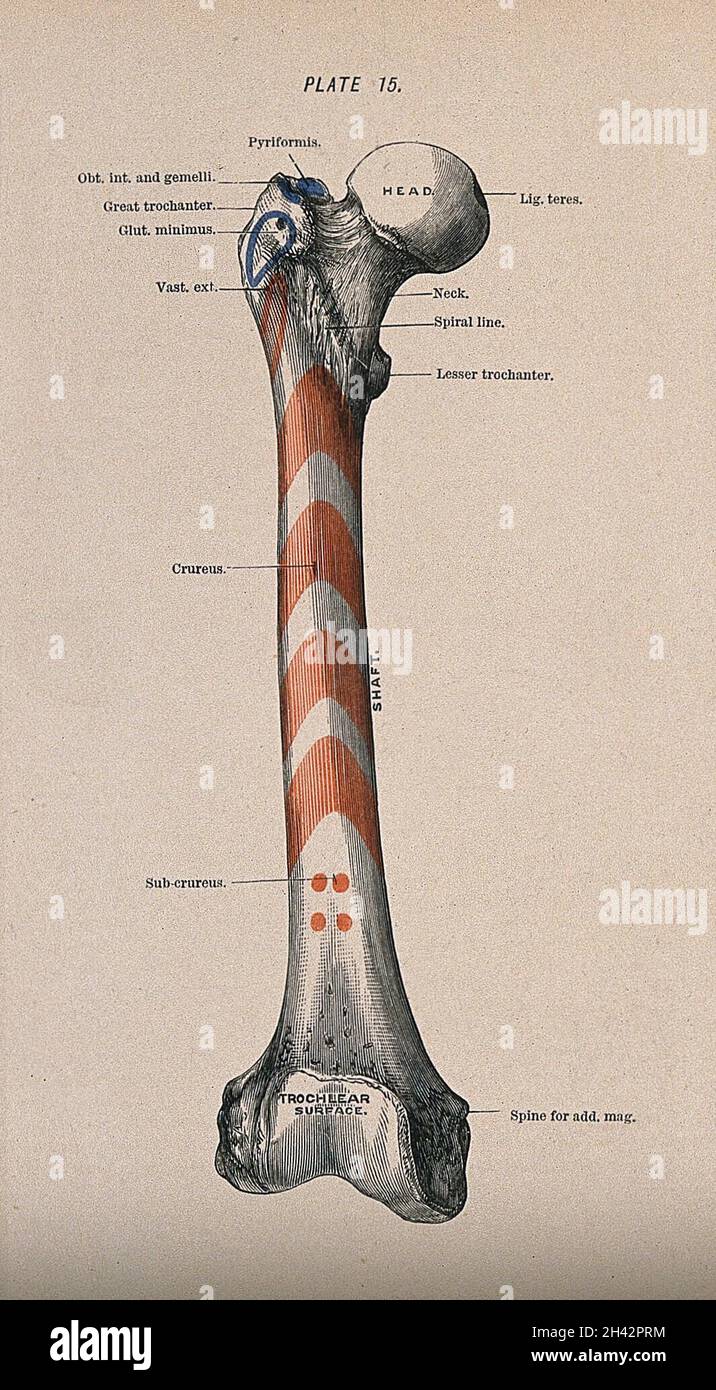 Femur bone. Colour wood engraving with letterpress, 1860/1900 Stock ...