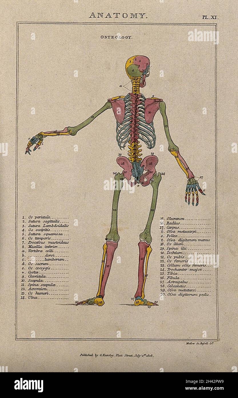 Skeleton: with left arm extended to the side, seen from behind, and ...