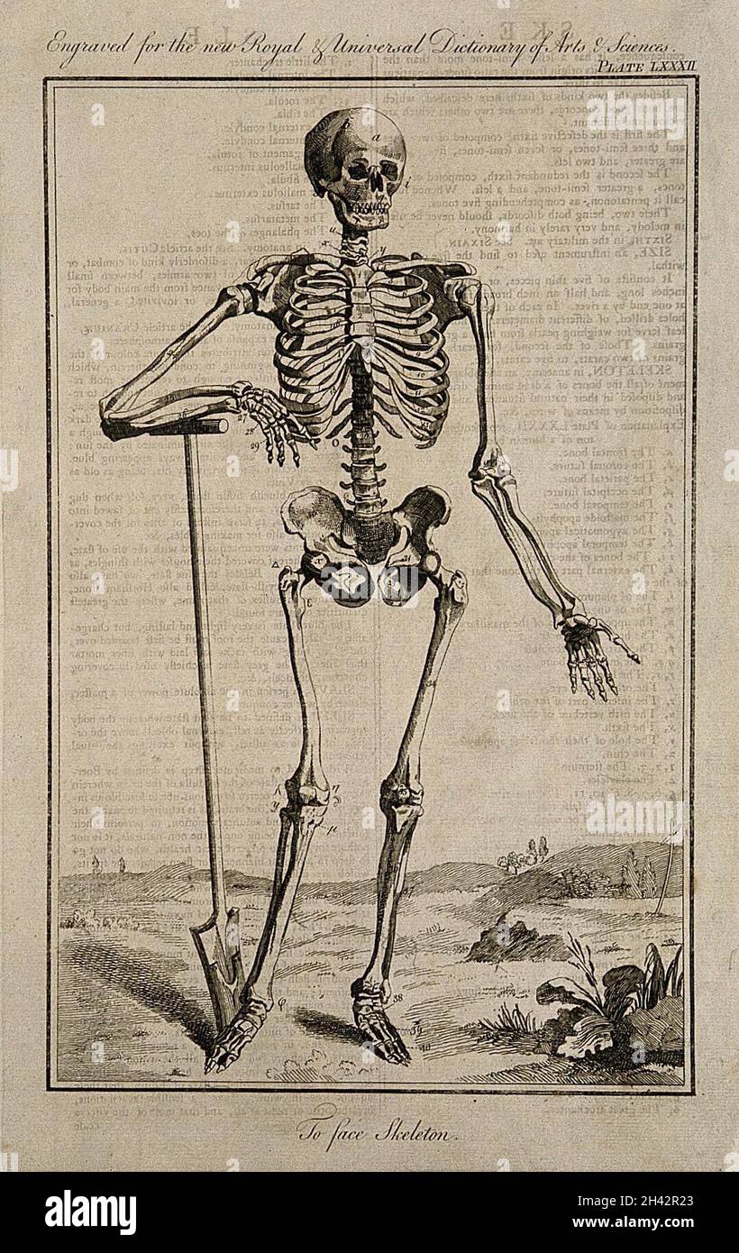 A human skeleton, seen from the front, resting the bones of his left ...