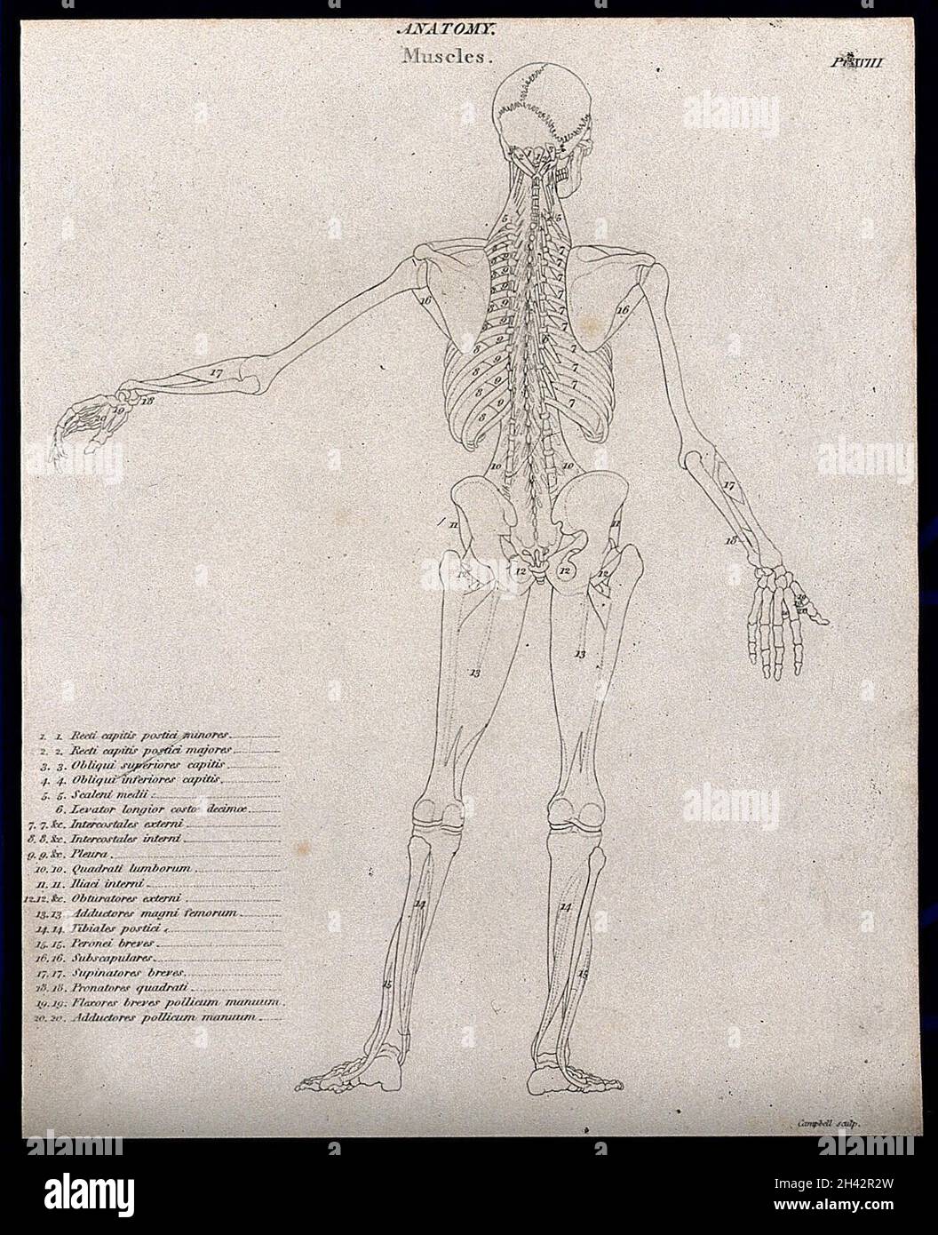 An écorché showing bones, with left arm extended to the side, seen from ...