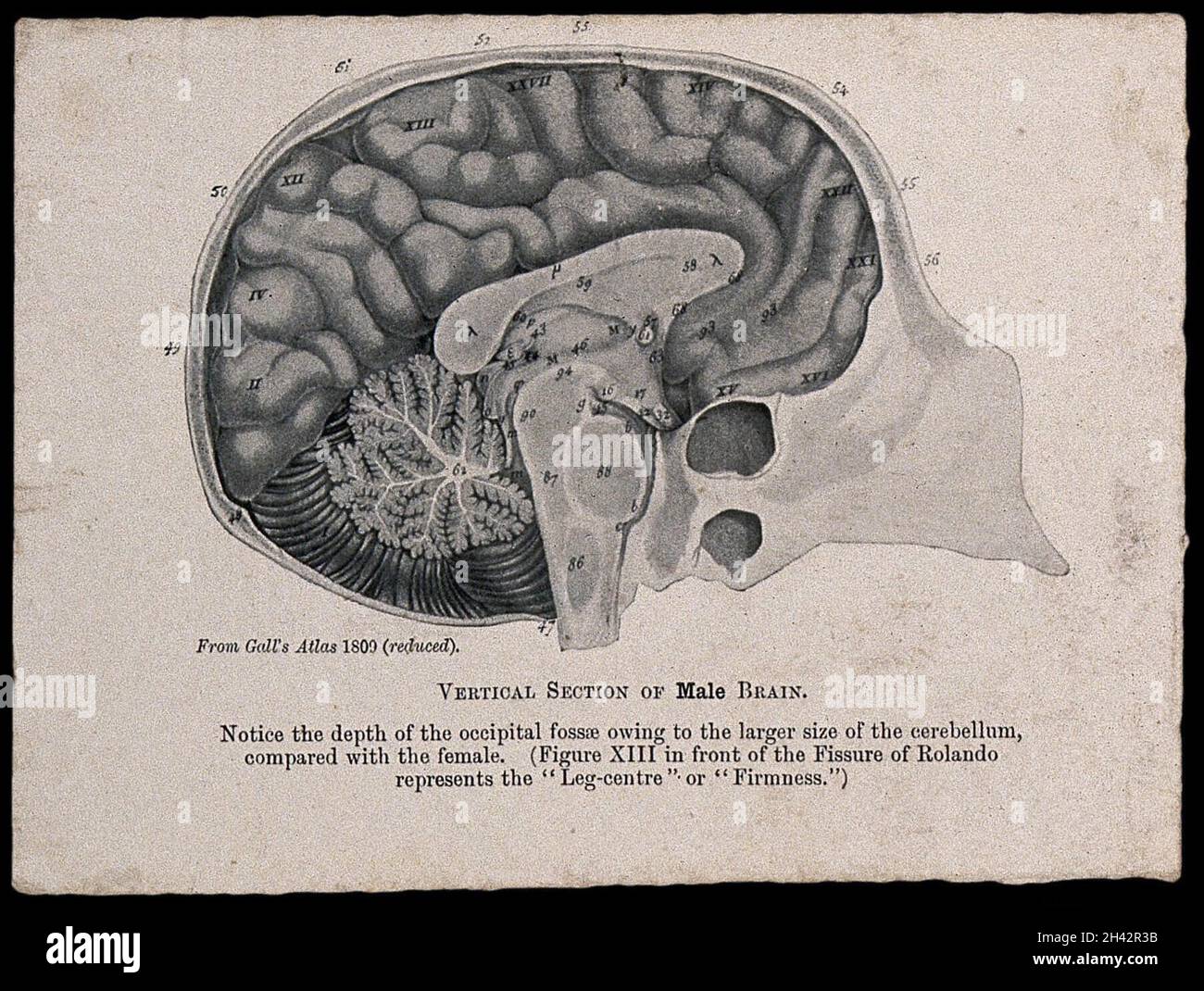 A male brain, sectioned vertically. Process print, 1901, after etching ...
