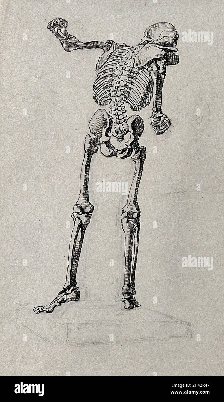 A skeleton in the pose of a Borghese Gladiator seen from behind. Pen ...