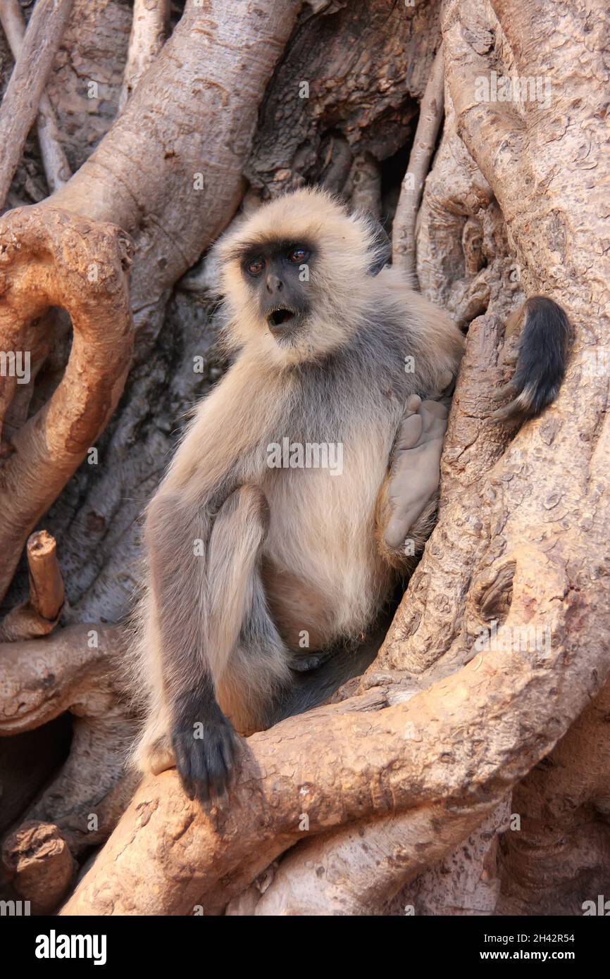 Big hanuman hi-res stock photography and images - Alamy