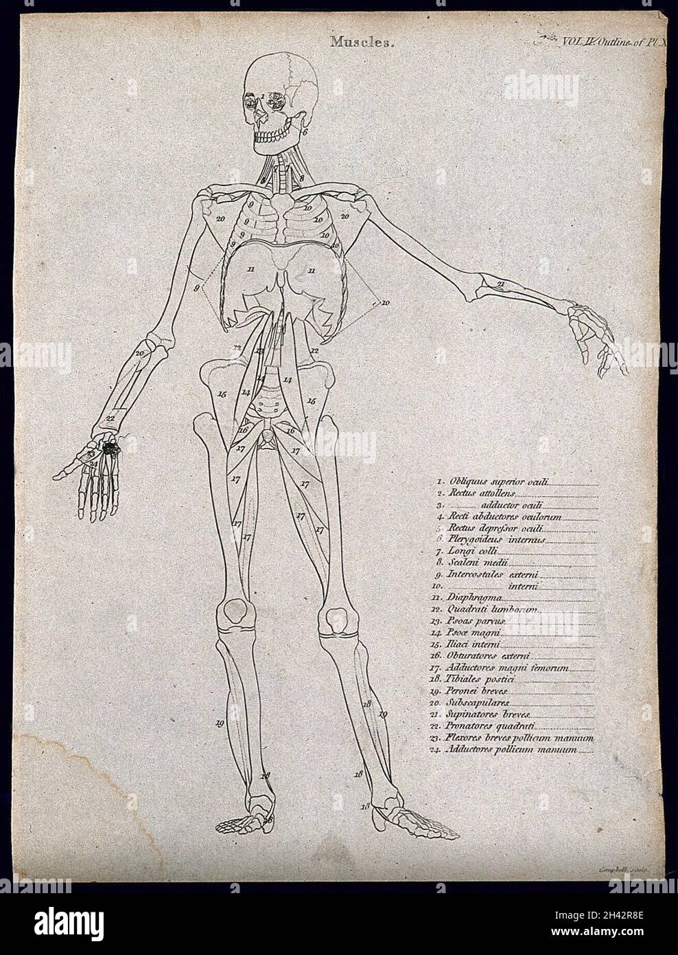 An écorché showing bones, with left arm extended to the side, seen from ...