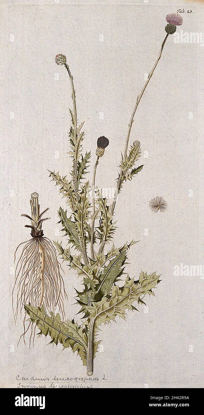 A plant (Carduus sp.) related to scotch thistle: flowering stem with ...
