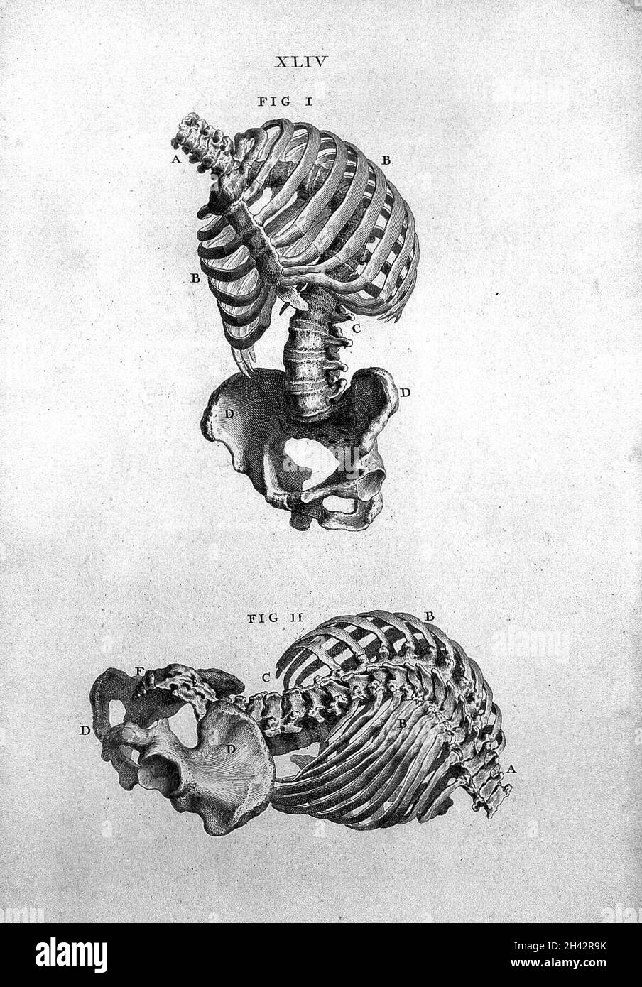 'Two views of the trunk of a crooked skeleton', 1733 Stock Photo - Alamy