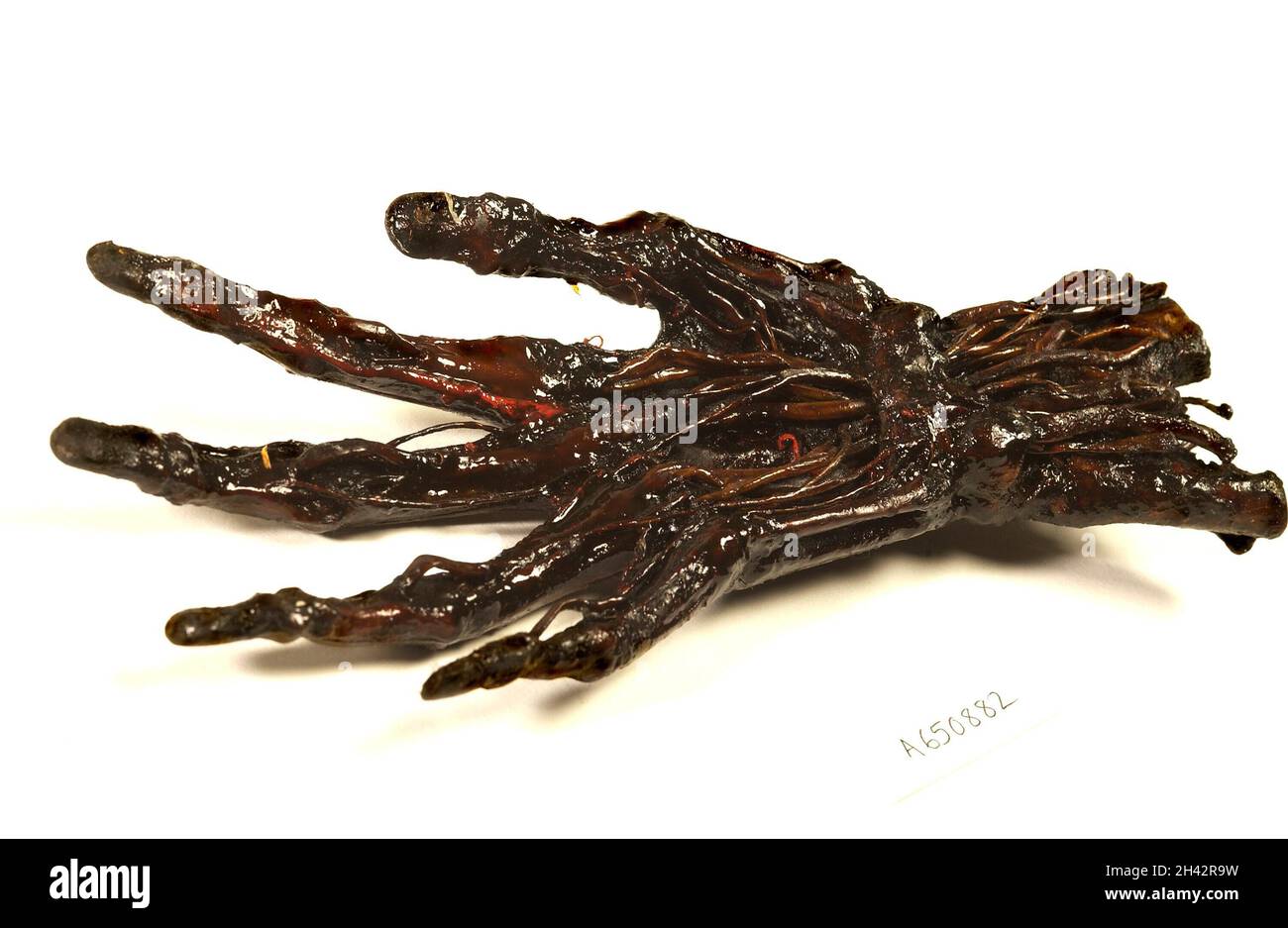 Preserved form Cut Out Stock Images & Pictures - Alamy