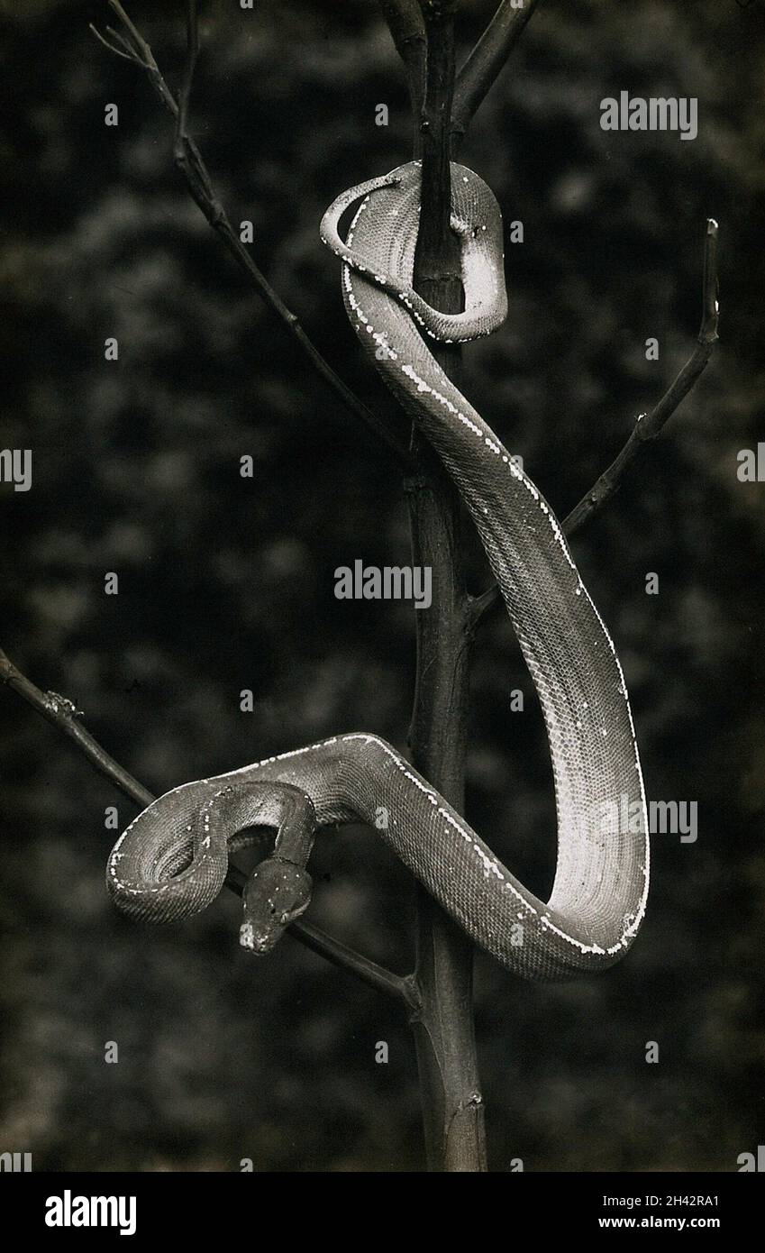 Snake coiled around branch hi-res stock photography and images - Alamy