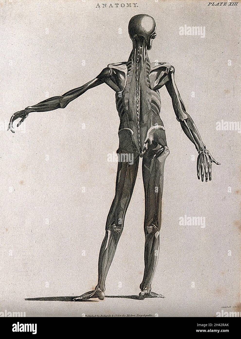 An écorché showing bones, with left arm extended to the side, seen from ...
