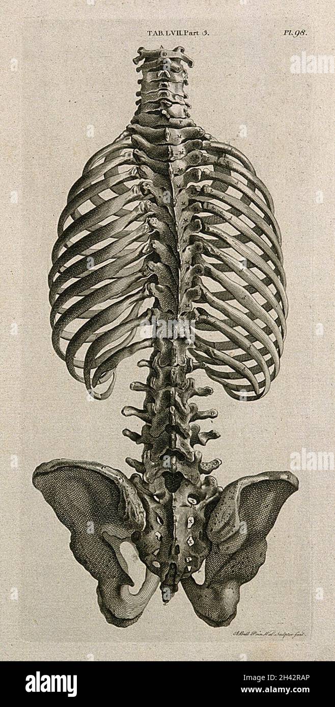 The trunk of the skeleton: posterior view. Line engraving by A. Bell ...