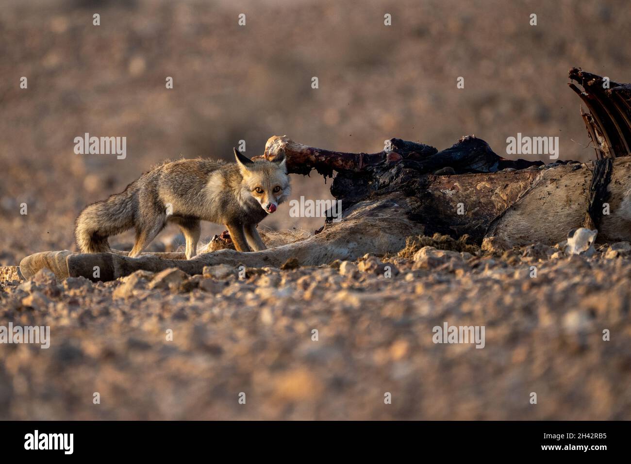 Red Fox (Vulpes vulpes) Near a horse carcass Stock Photo - Alamy