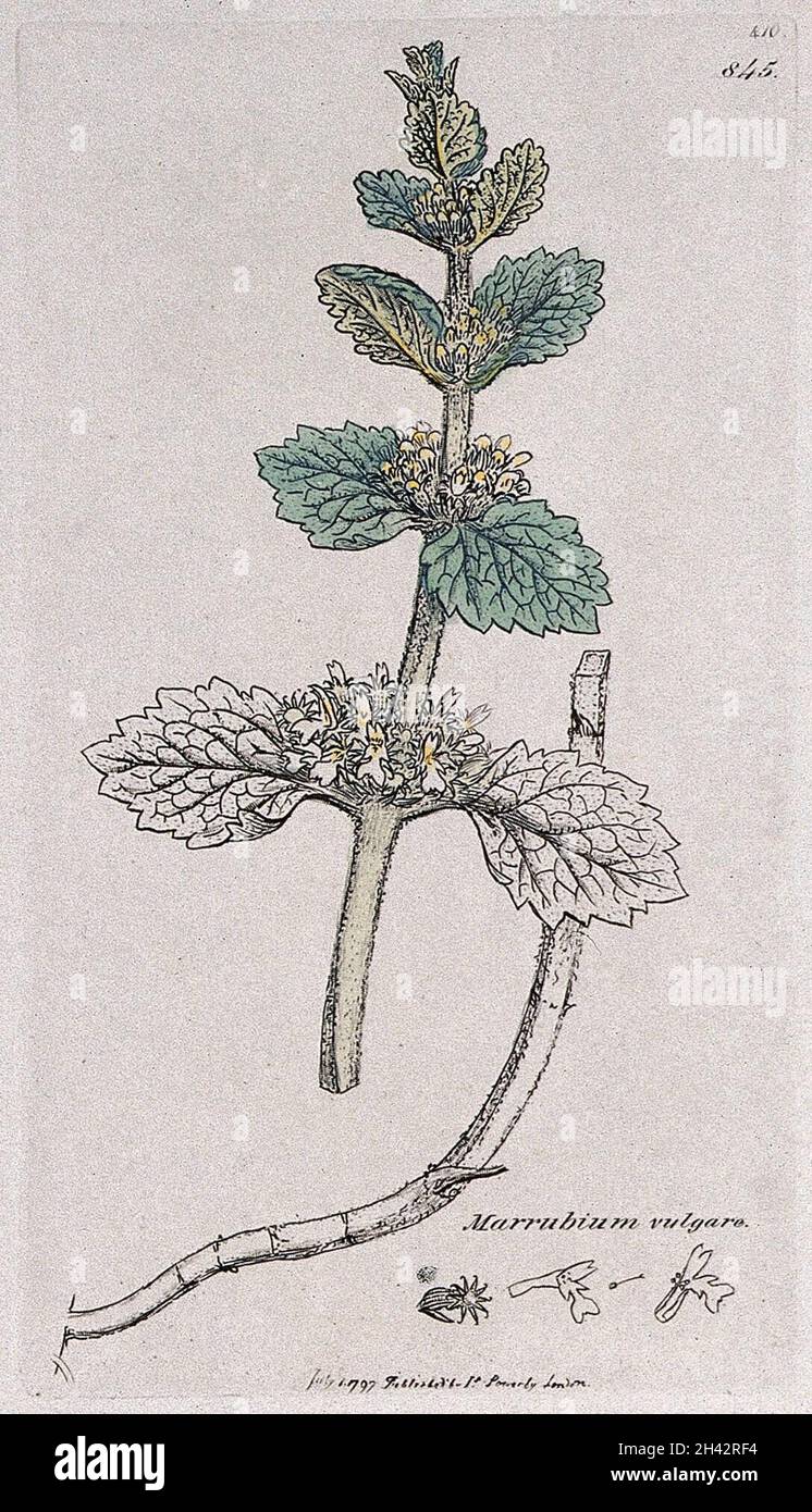 White horehound (Marrubium vulgare): flowering stem, root and floral ...
