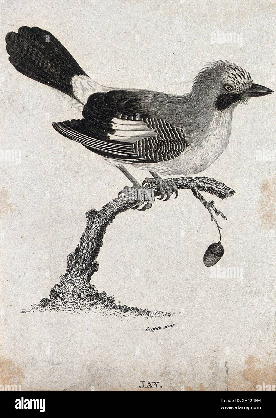 A jay sitting on a branch of an oak tree with a dangling acorn. Etching ...