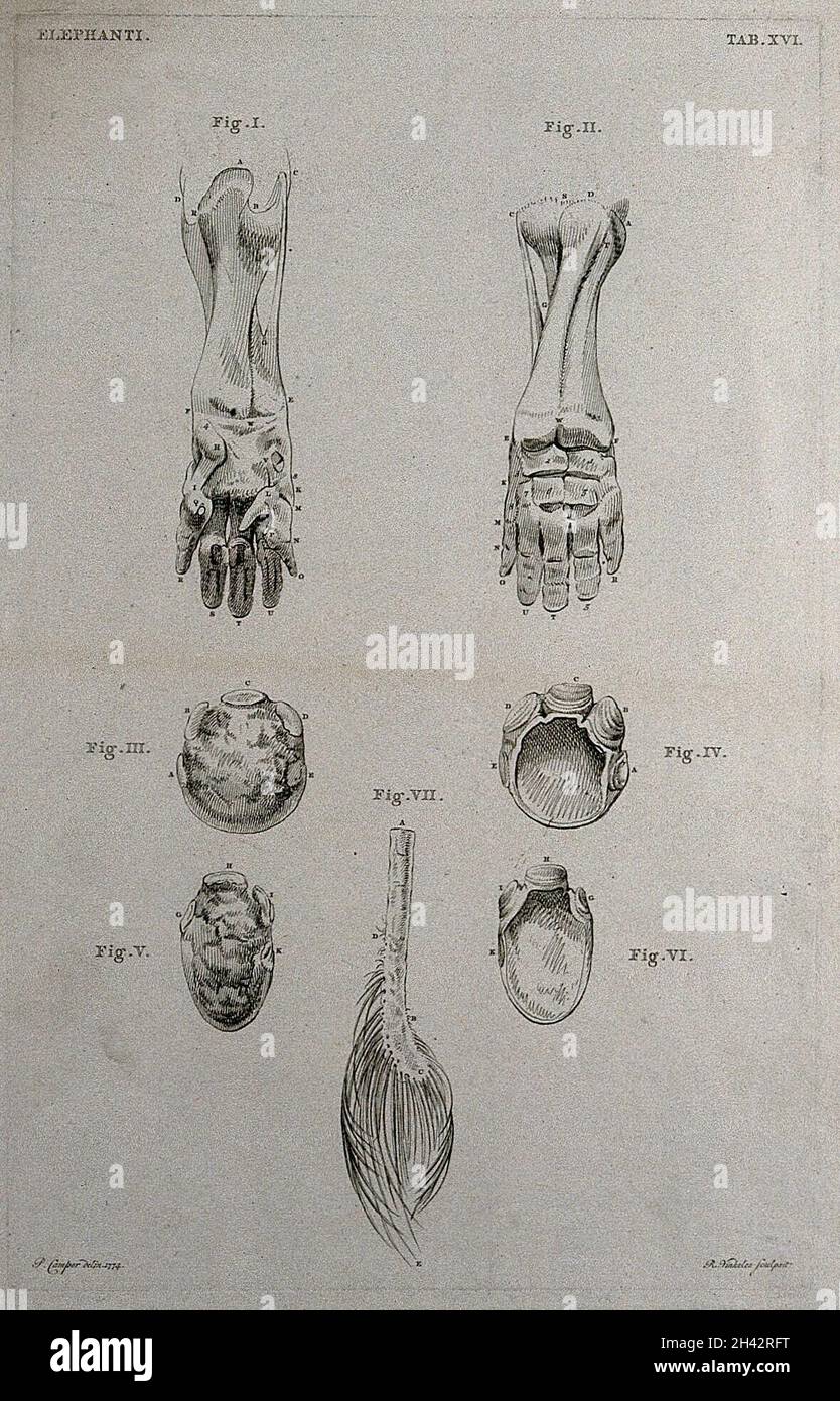 Elephant foot anatomy hi-res stock photography and images - Alamy