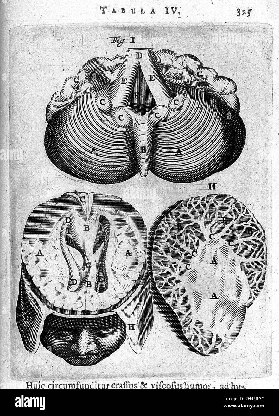 T. Bartholin, ventriculum ceribri quartum Stock Photo - Alamy