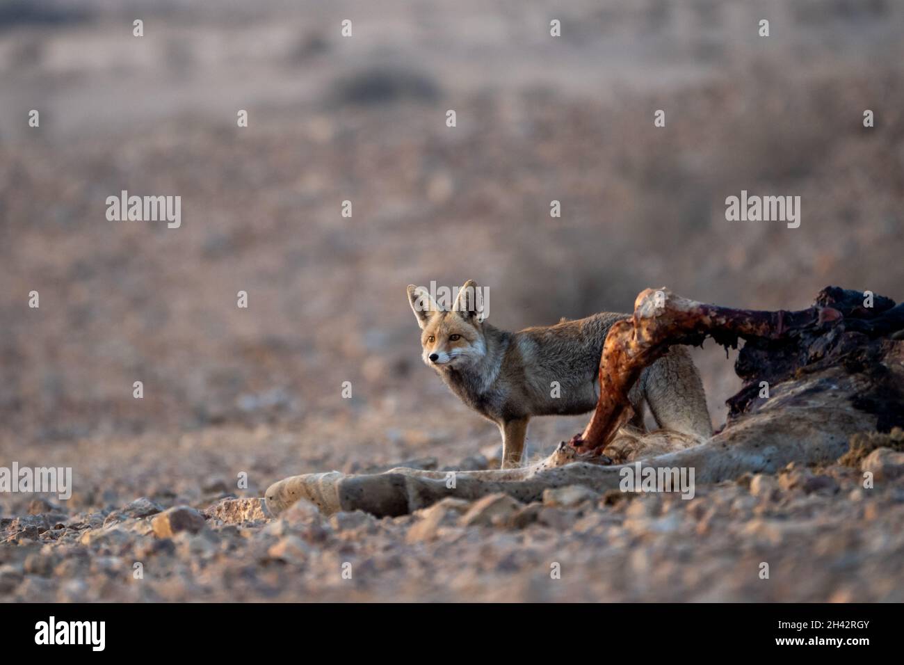 Carcass animal desert hi-res stock photography and images - Alamy