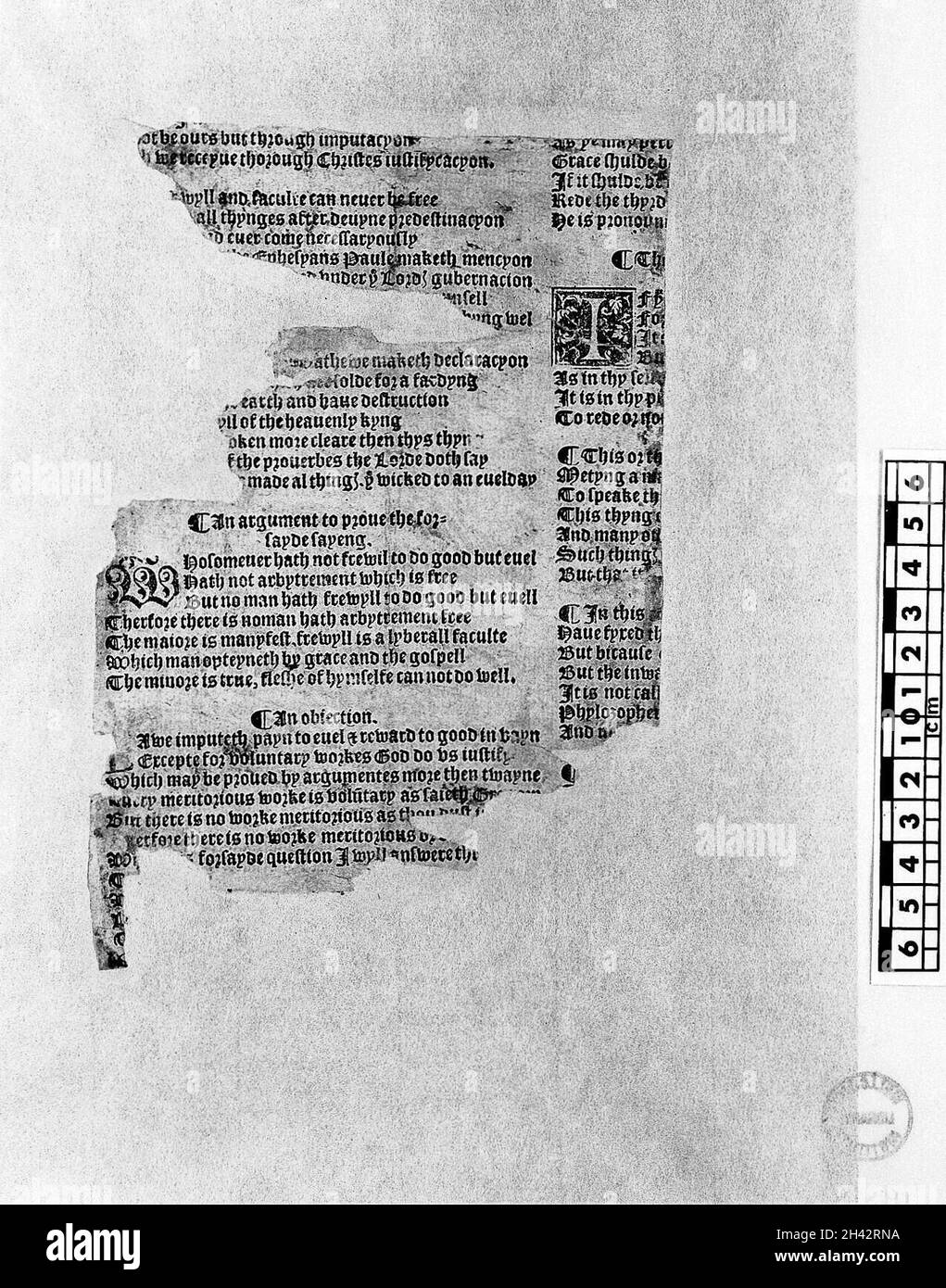Woodcut, Anatomical Fugitive Sheet, c.1540 Stock Photo - Alamy