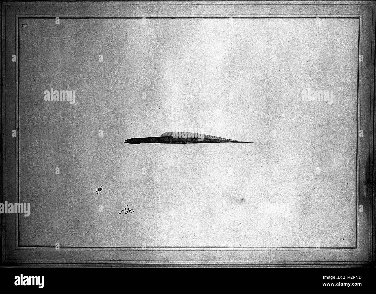 Detailed fish artwork Black and White Stock Photos & Images - Alamy