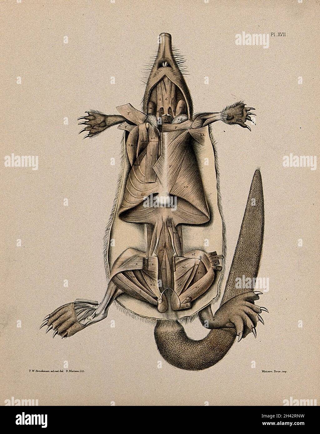 Dissection of a mole: view of the underside of the animal, showing the ...