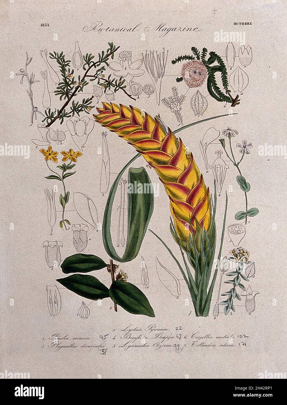 Seven British garden plants: flowering stems and floral segments ...