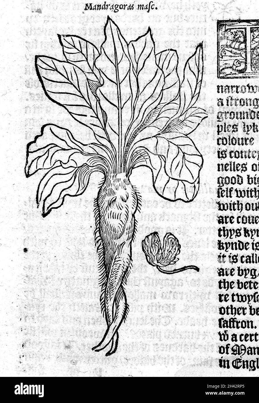 Mandrake Black and White Stock Photos & Images - Alamy