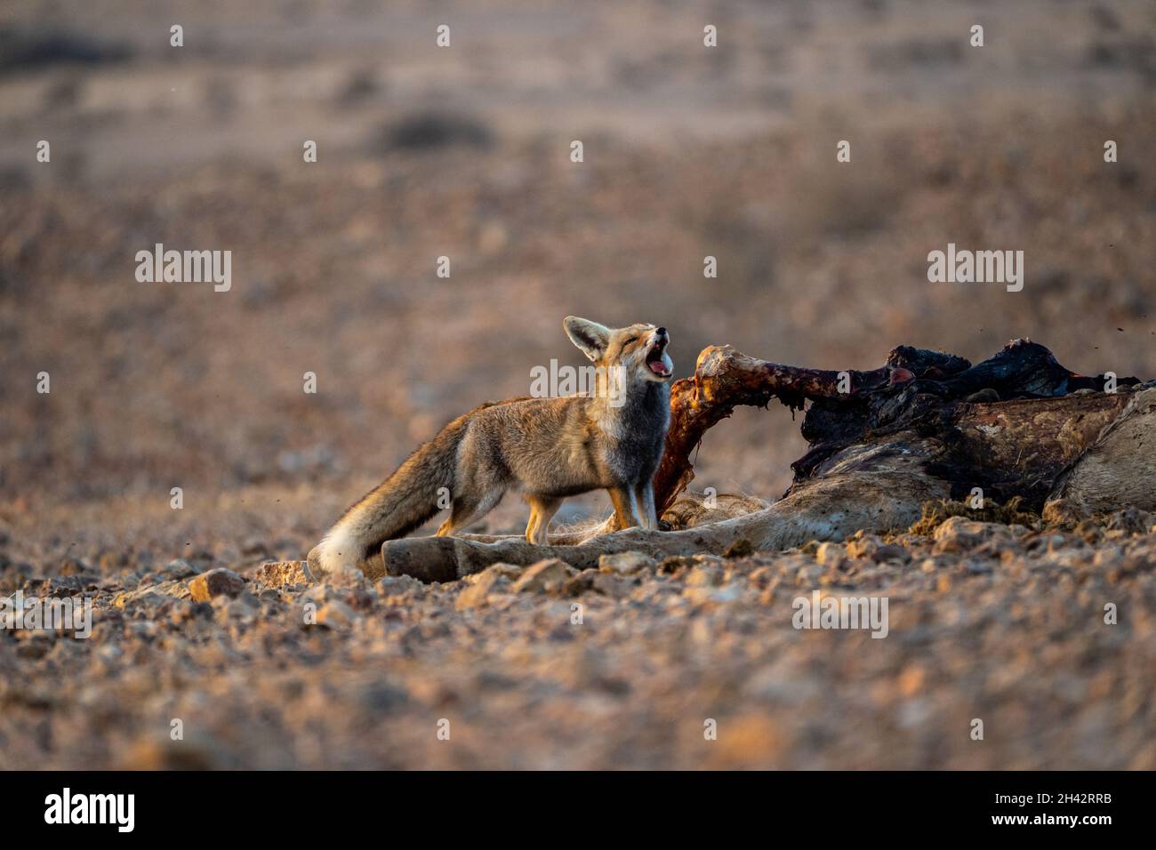 Red Fox (Vulpes vulpes) Near a horse carcass Stock Photo - Alamy