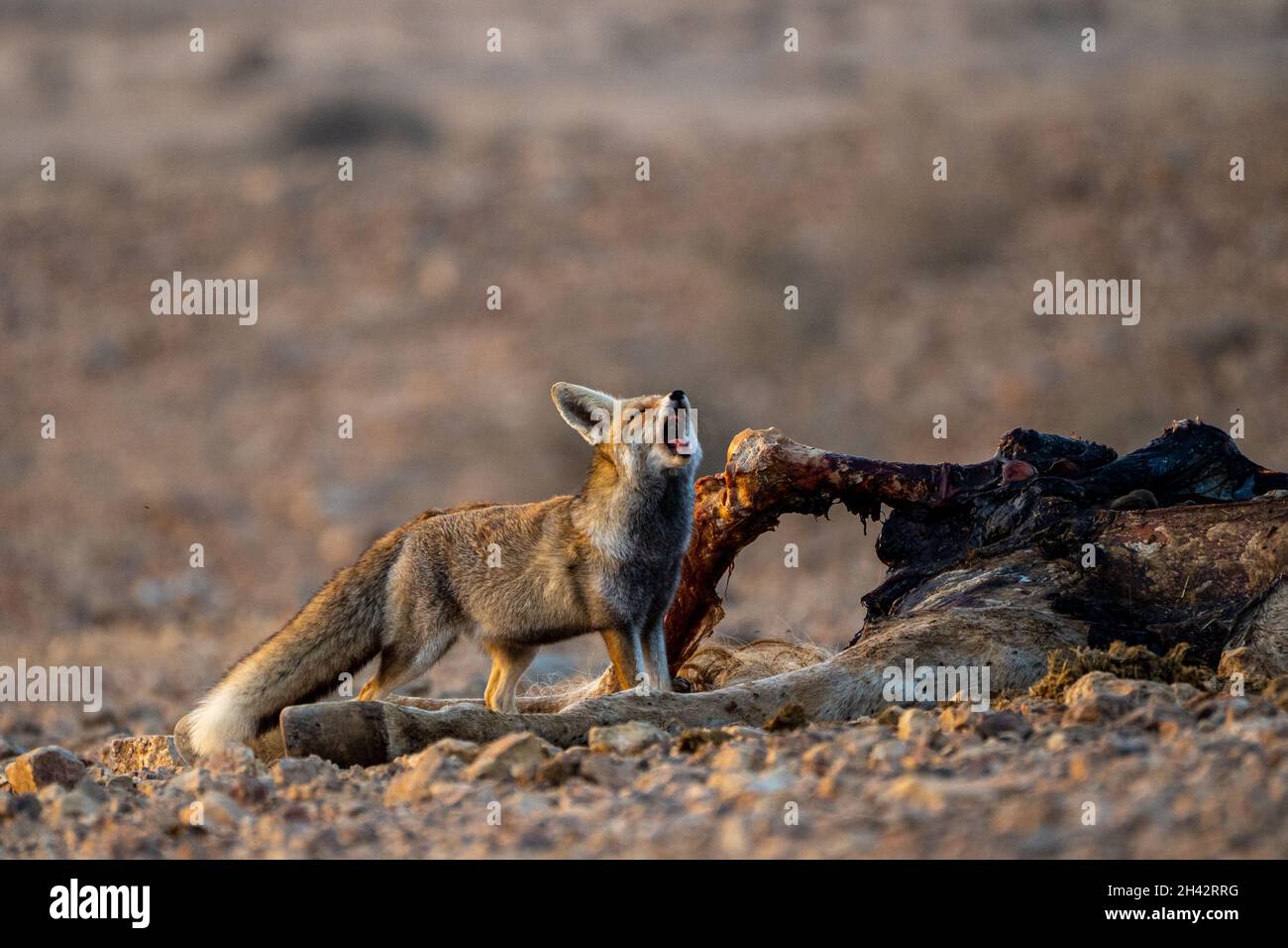 Carcass animal desert hi-res stock photography and images - Alamy