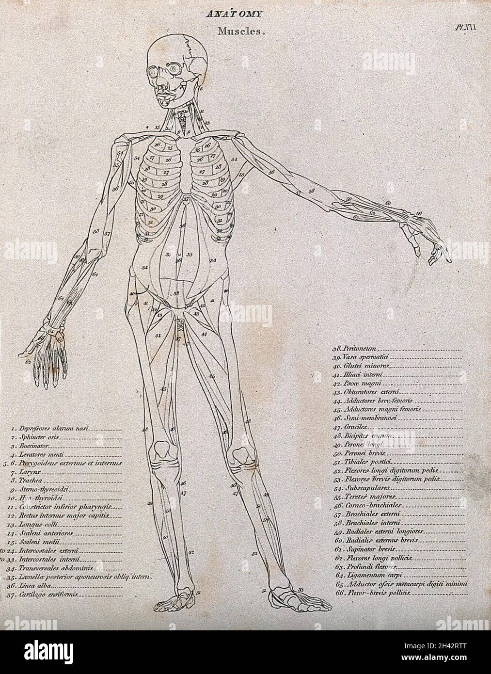 An écorché showing bones, with left arm extended to the side, seen from ...