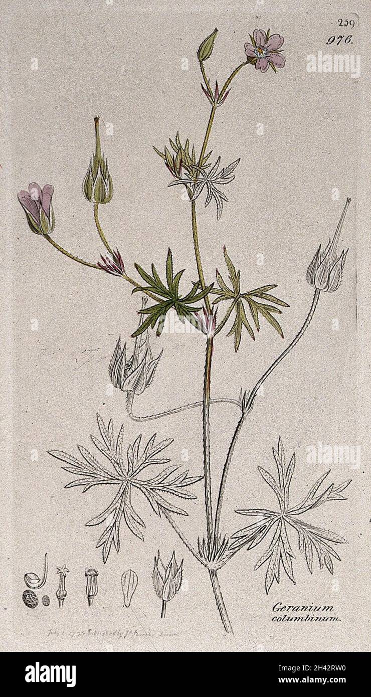 Long-stalked cranesbill (Geranium columbinum): flowering stem and ...