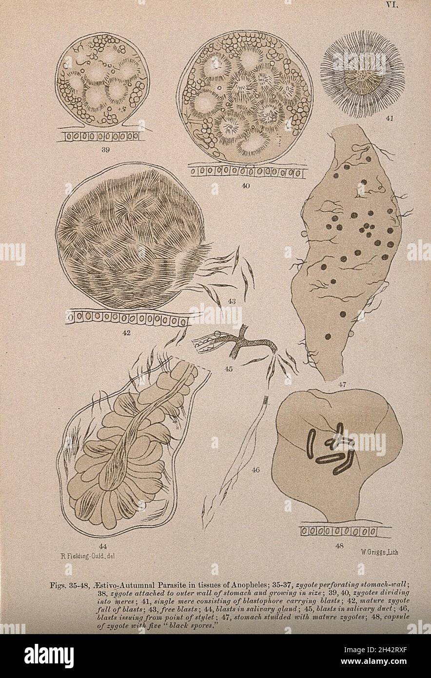 Malaria parasites in the tissues of anopheles mosquitoes, as seen ...