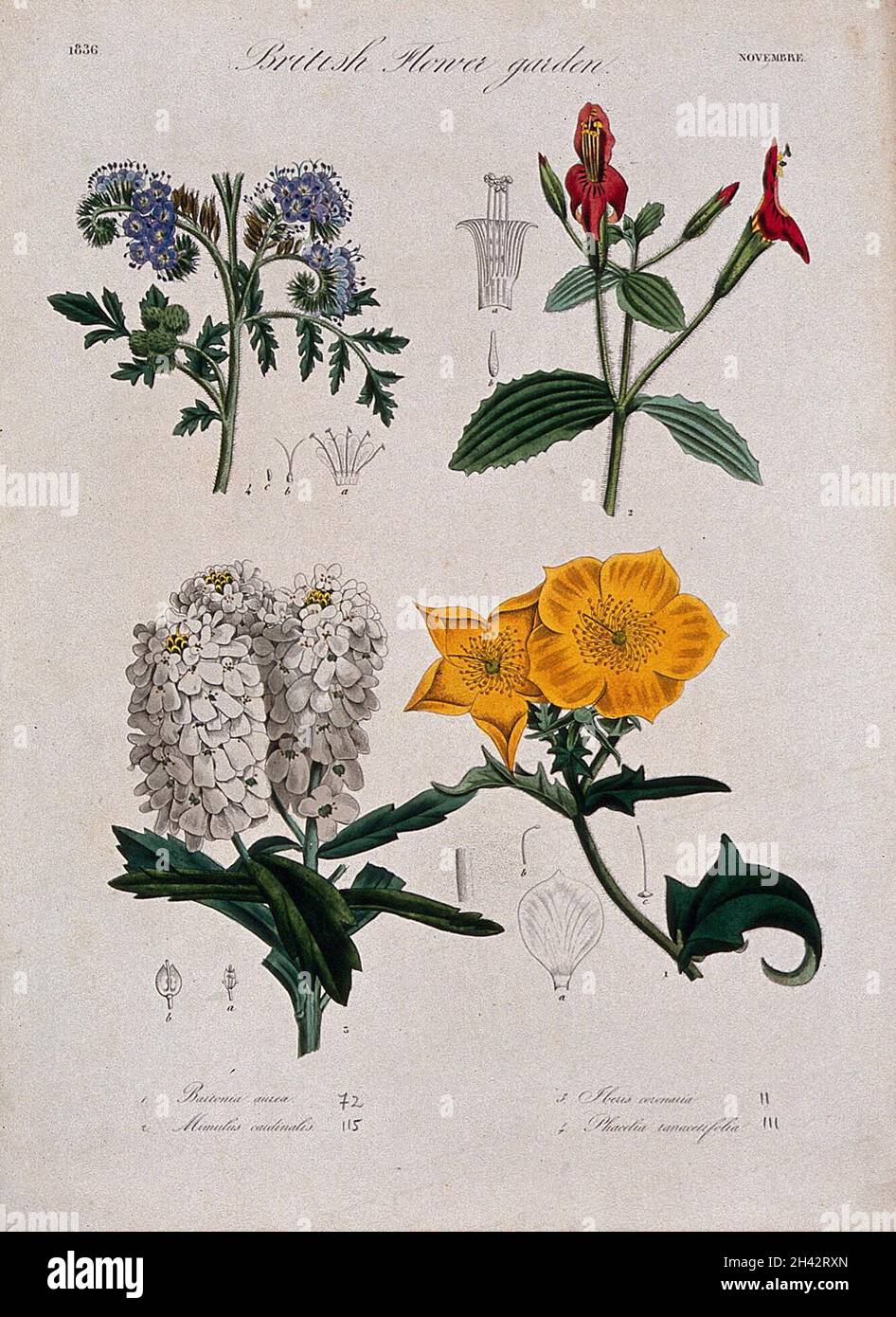 Four British garden plants: flowering stems and floral segments ...