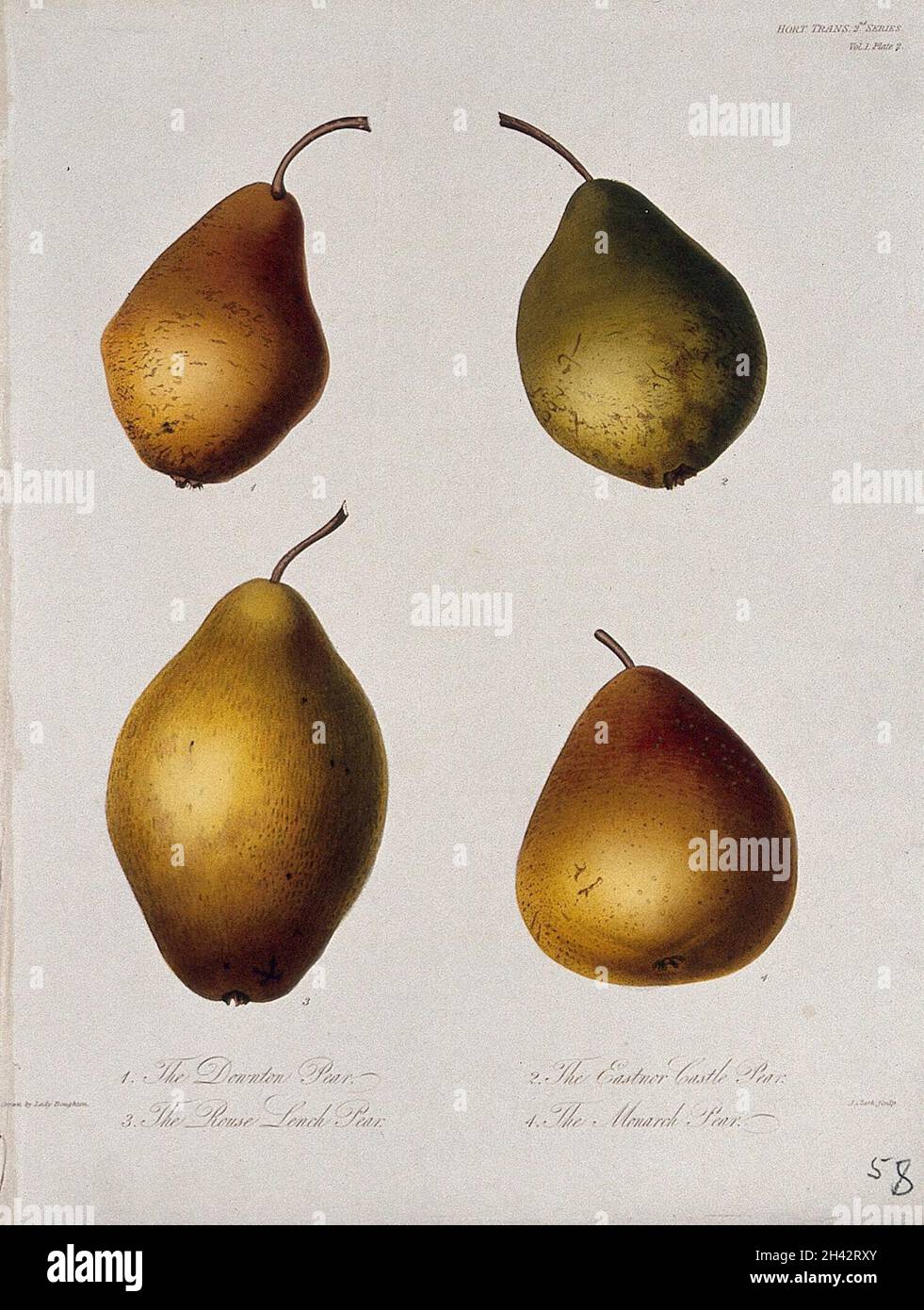 Four cultivars of pear (Pyrus communis cv.): entire fruits. Coloured etching by W. Clark, c ...
