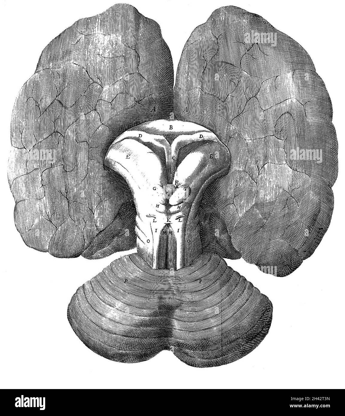 T. Willis "cerebri anatome", 1664: illustration Stock Photo - Alamy