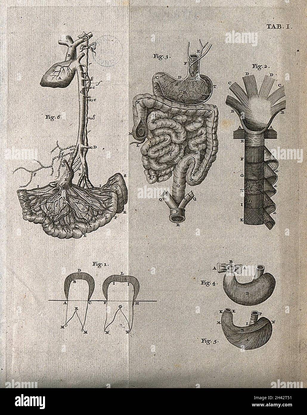 The digestive system. Engraving, 18th century Stock Photo - Alamy
