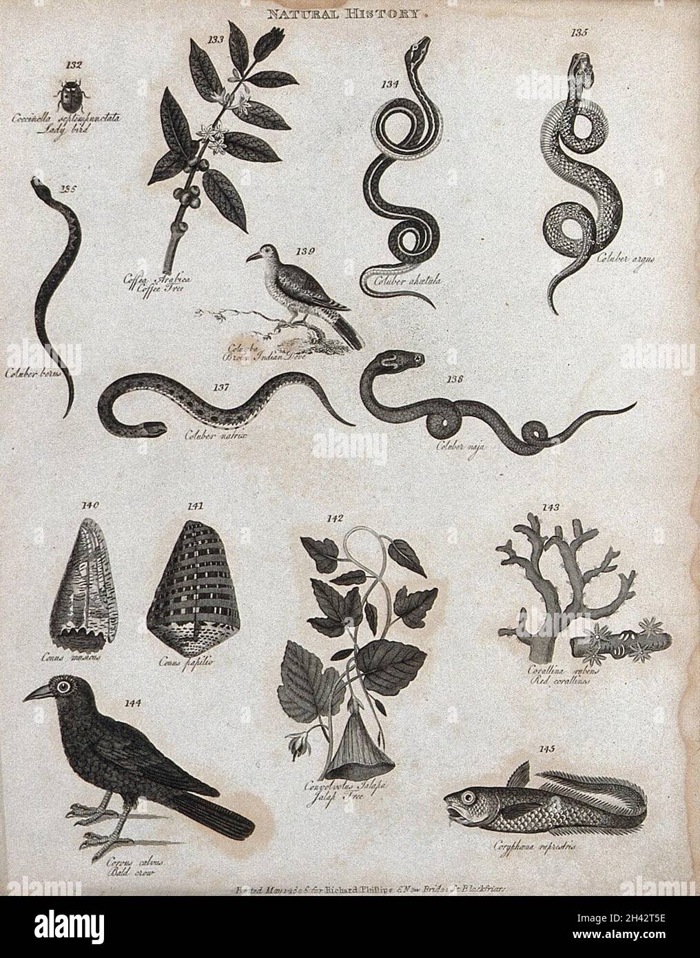 Above, a ladybird, a sprig of a coffee tree, five coluber snakes and a ...