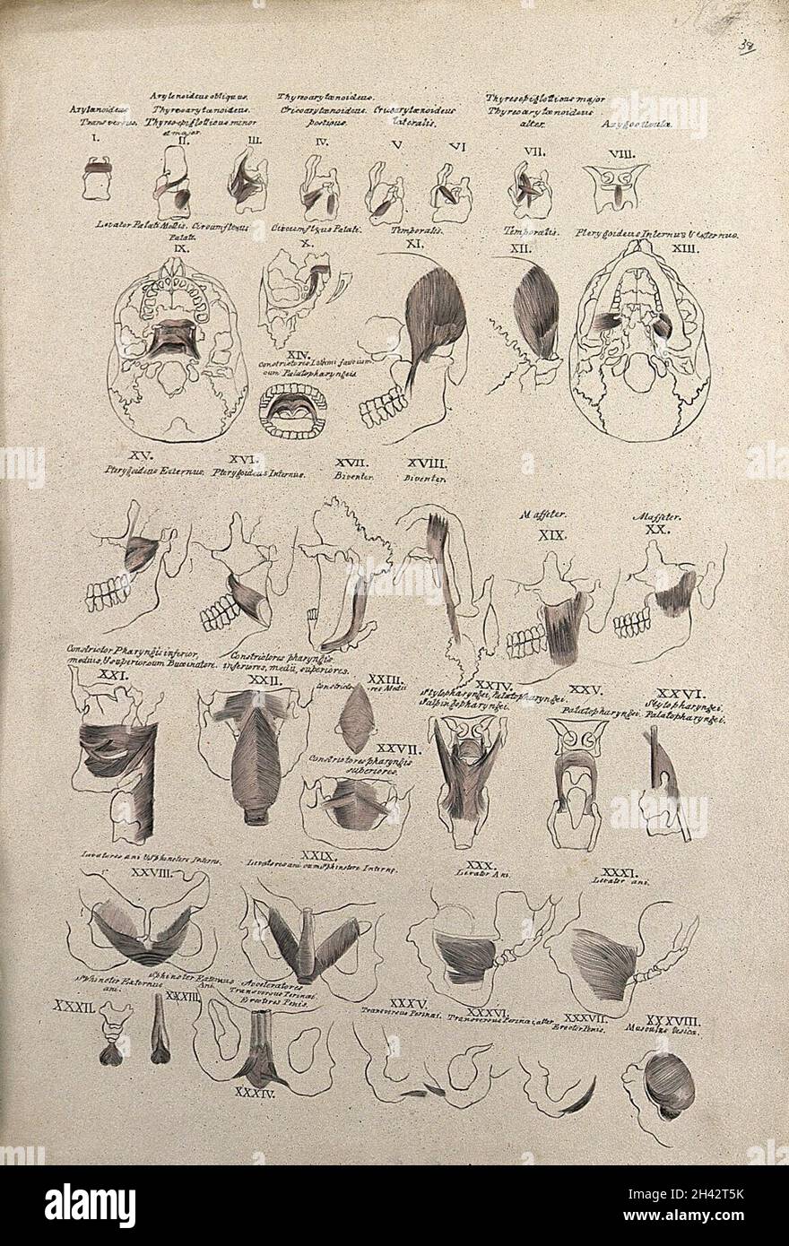 Muscles of the head, neck, trunk and pelvis: 38 figures. Pen and ink ...