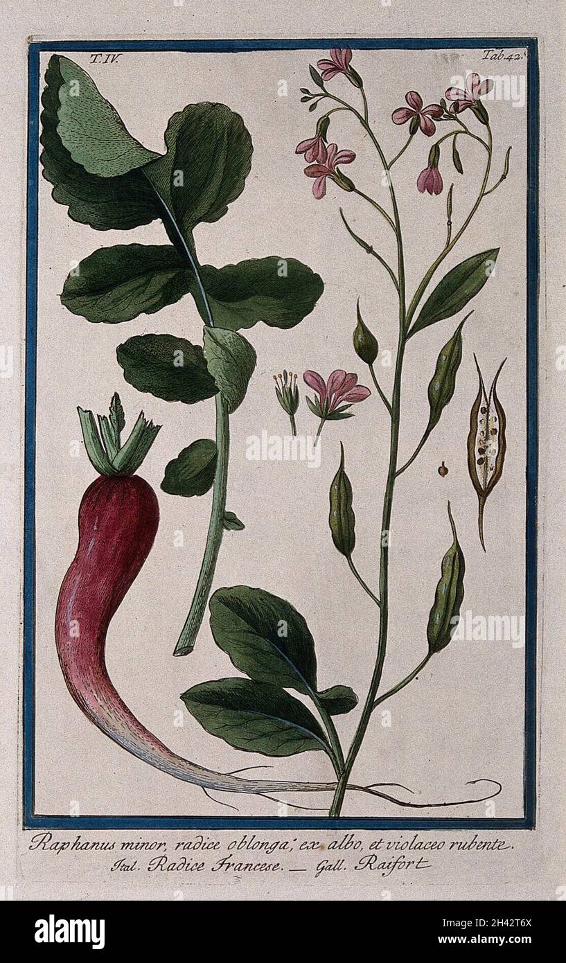 Raphanus sativus l hi-res stock photography and images - Alamy