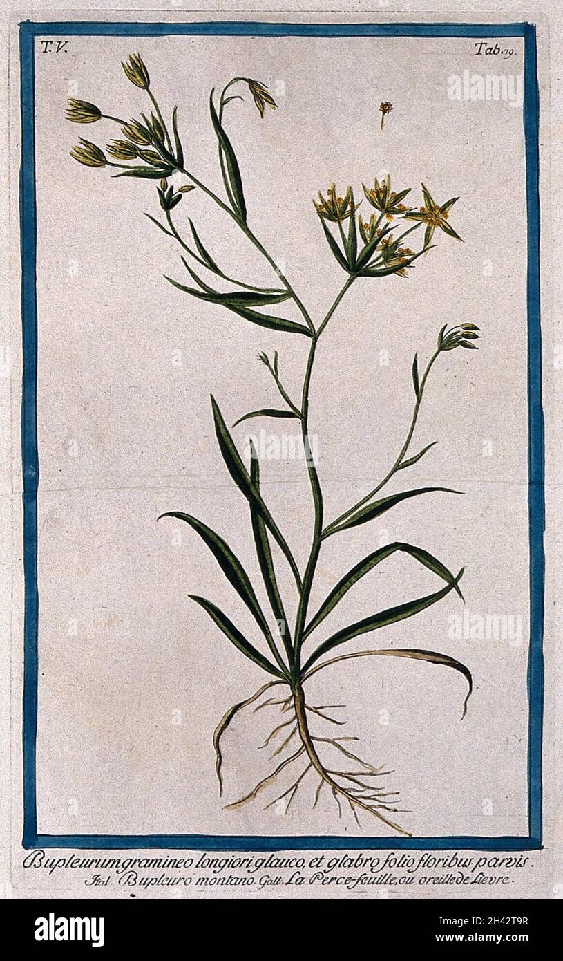 A species of the genus Bupleurum: entire flowering and fruiting plant ...