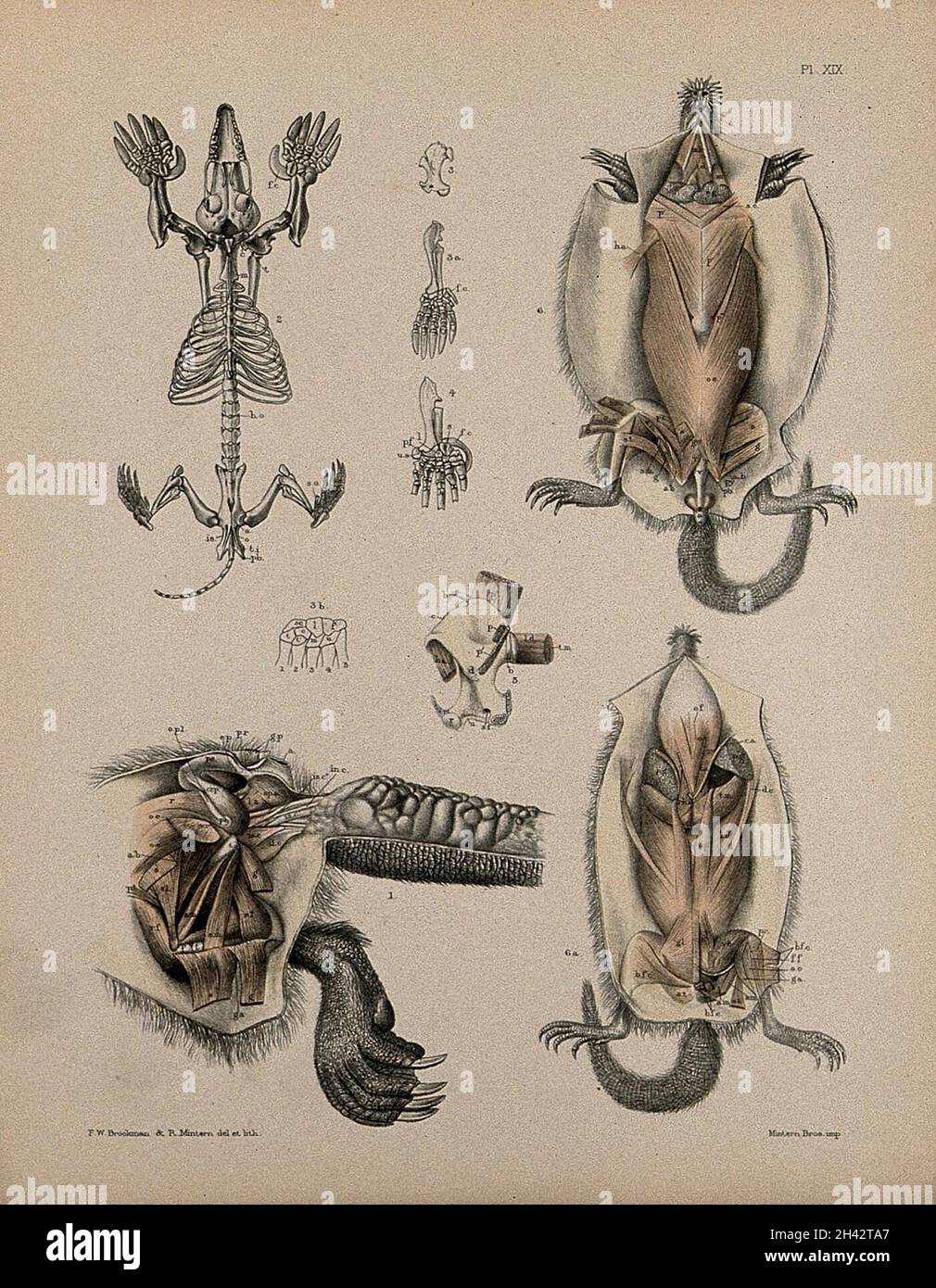 Dissections of a mole: nine figures, showing the skeleton and ...